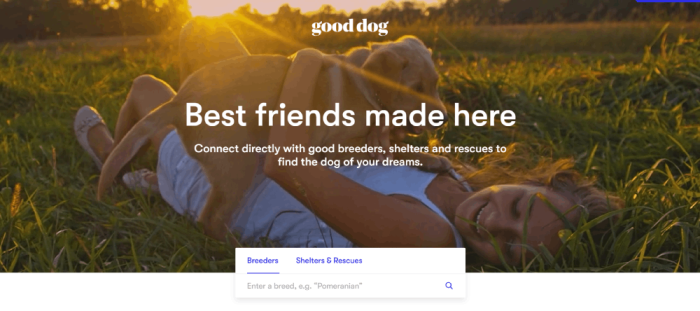 Modern Dog Grooming Website Design Examples to Inspire